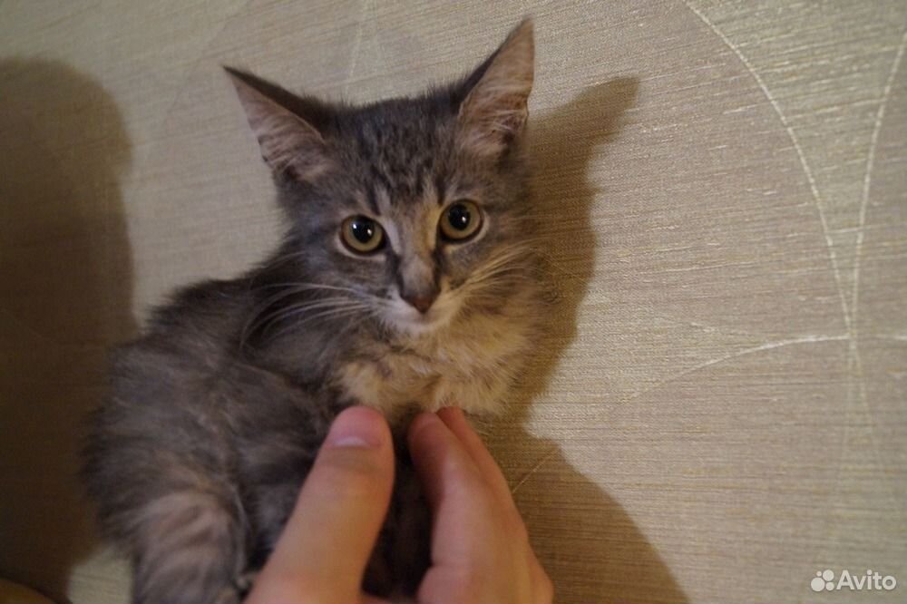 Плюшевая, роскошная мурчалка Лея- красивый котенок