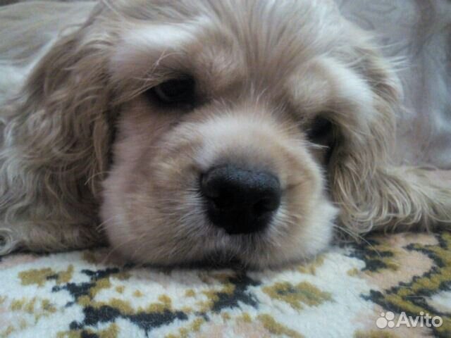 Милые кокерята