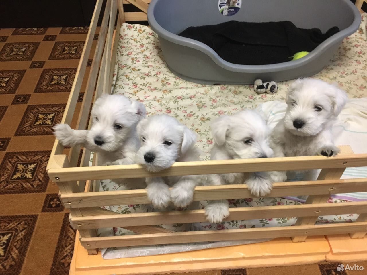 Щенки белого цвергшнауцера