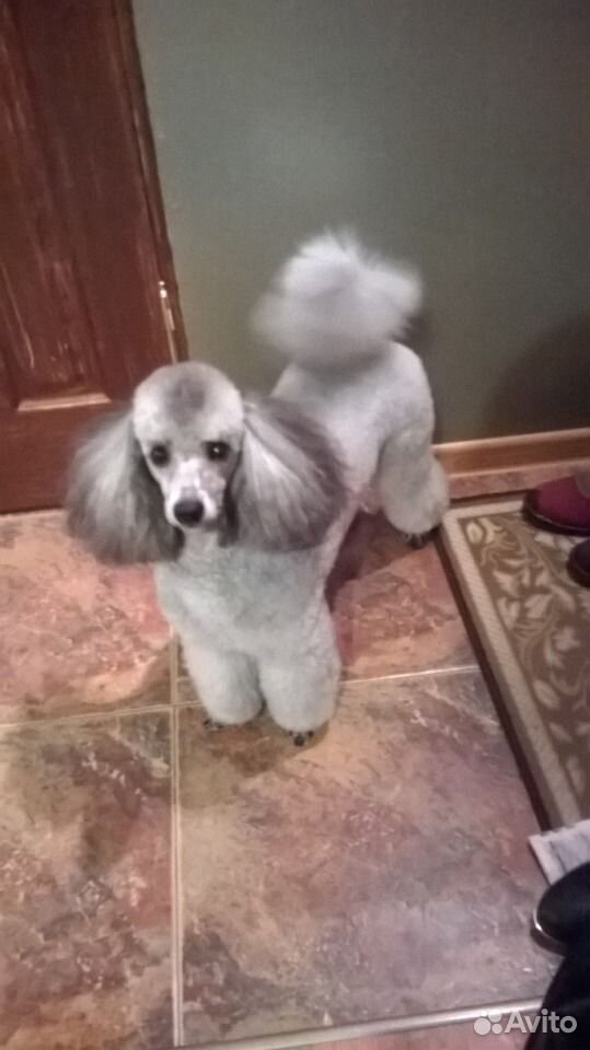 Ждем в гости девочку бесплатно