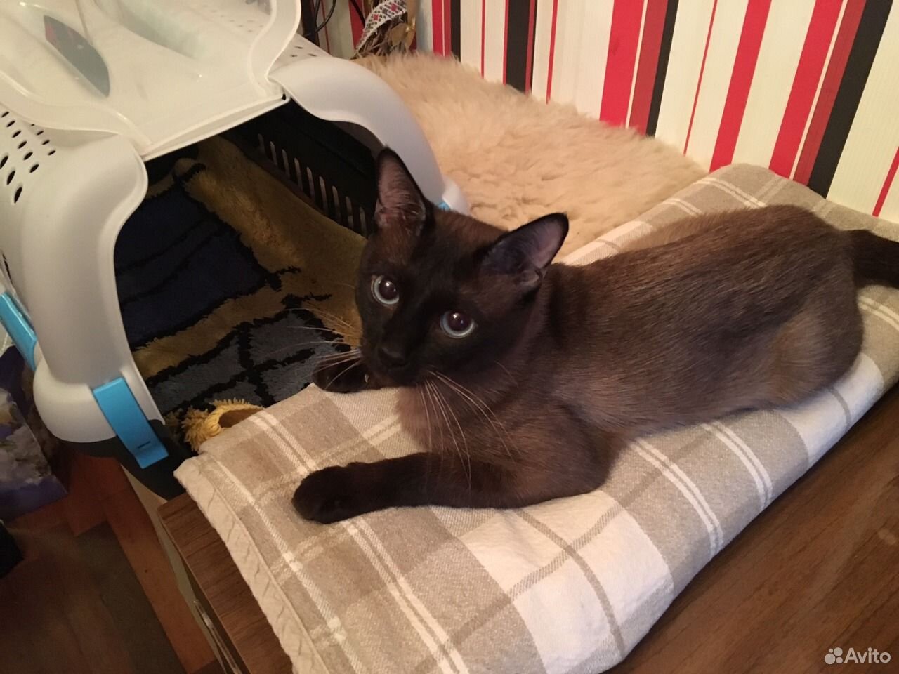 Вязка кота