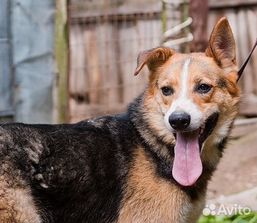 Тобби-спокойный и воспитанный пёс в дар