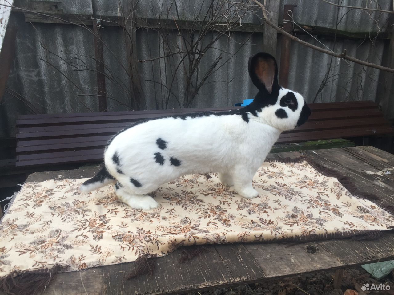 Кролики строкачи