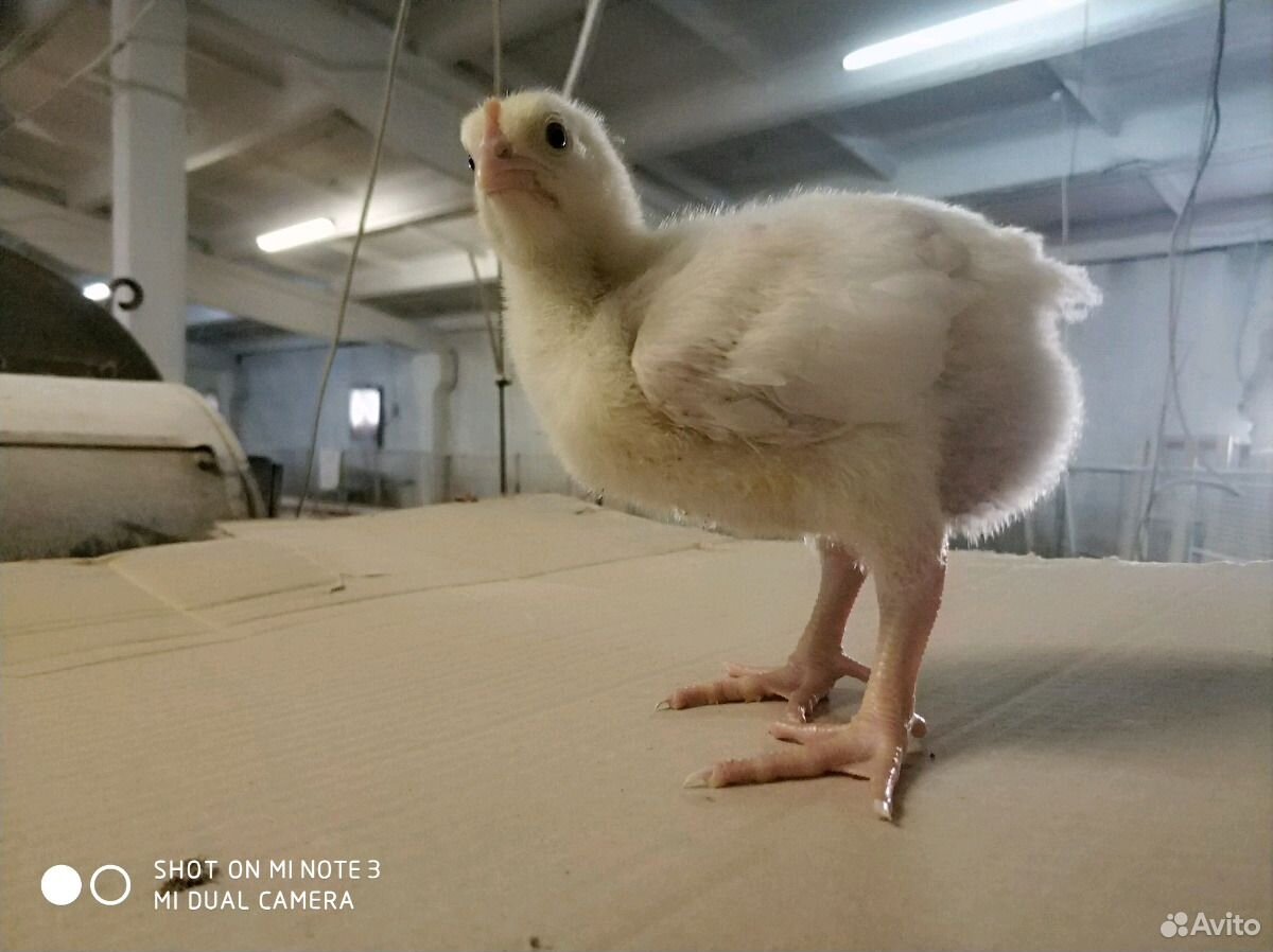 Реализация молодняка птицы