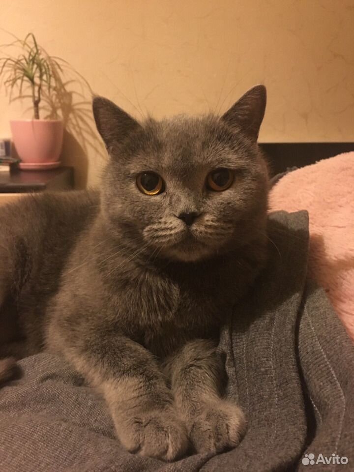 Девочка в дар