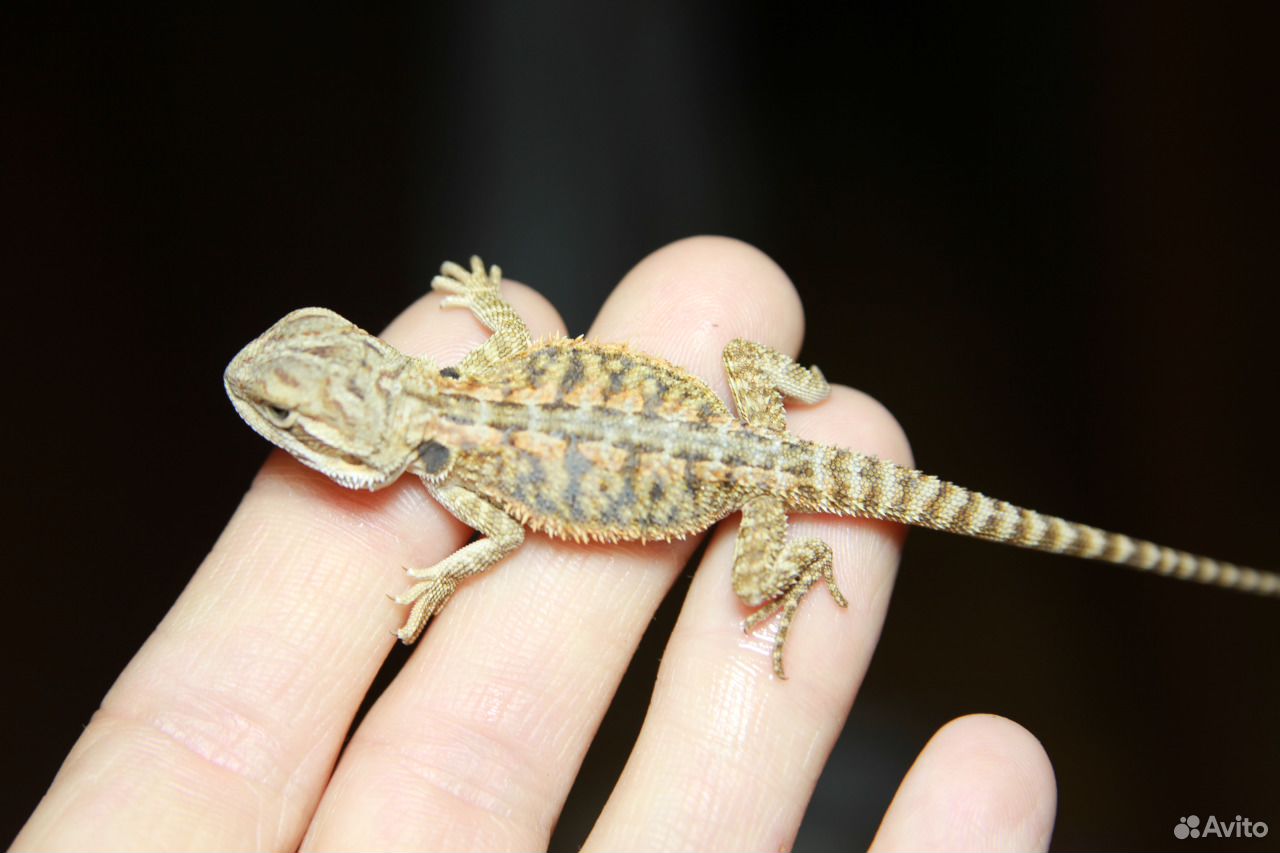 Бородатая агама (Pogona vitticeps)