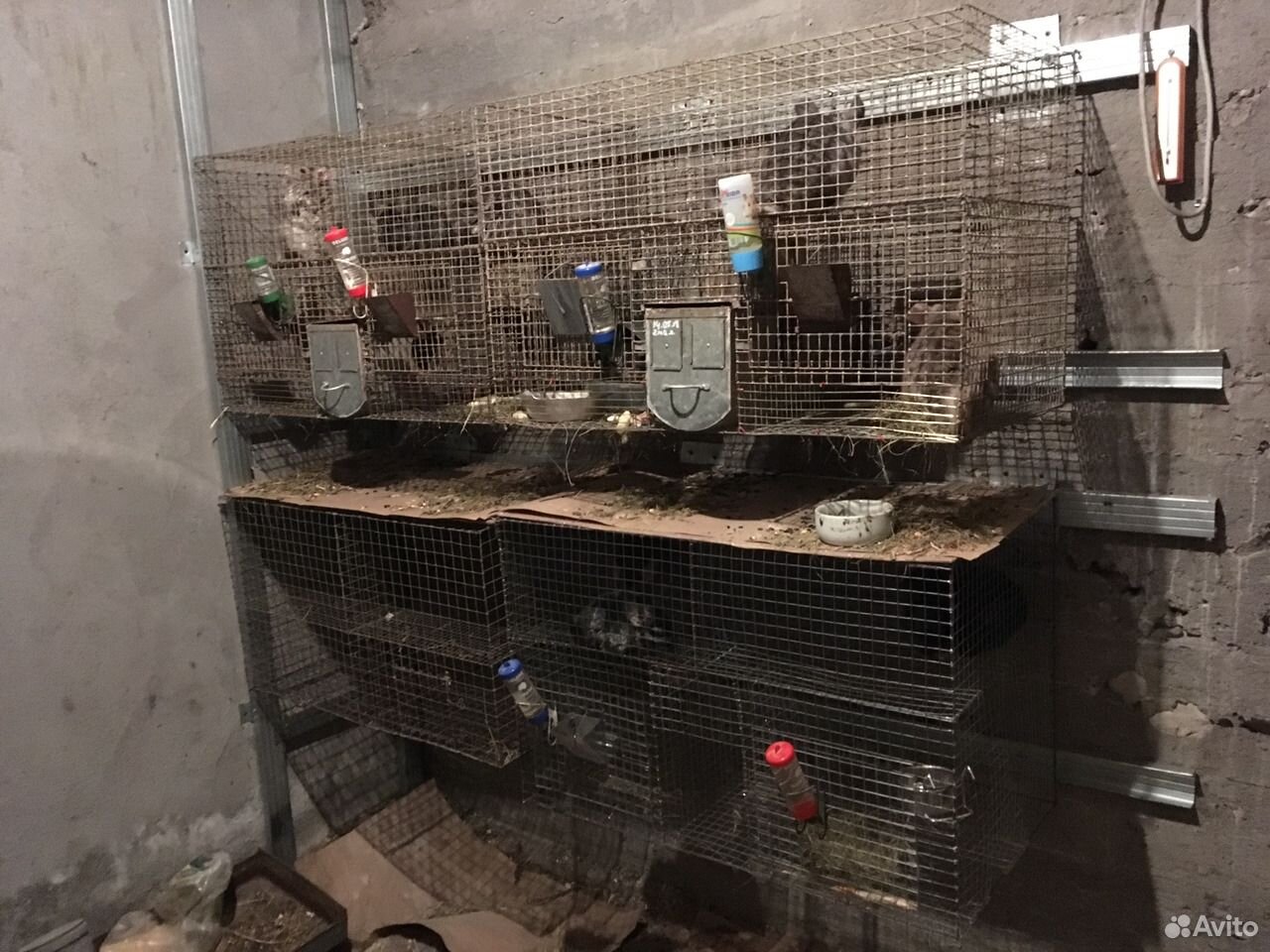 Шиншиллы мини ферма шиншилла