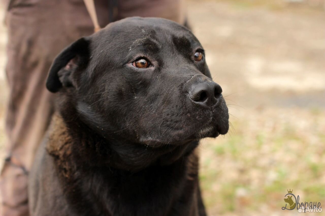 Статный, добрый красавчик Пупыркин