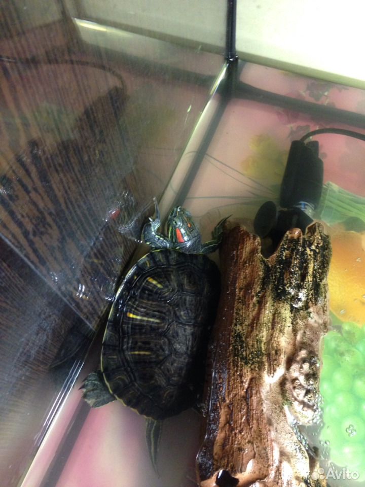 Морская черепашка, примерно 6-7 лет с аквариумом