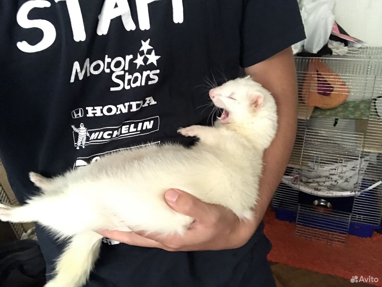 Хорёк белый