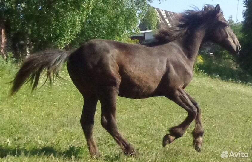 Продается жеребец