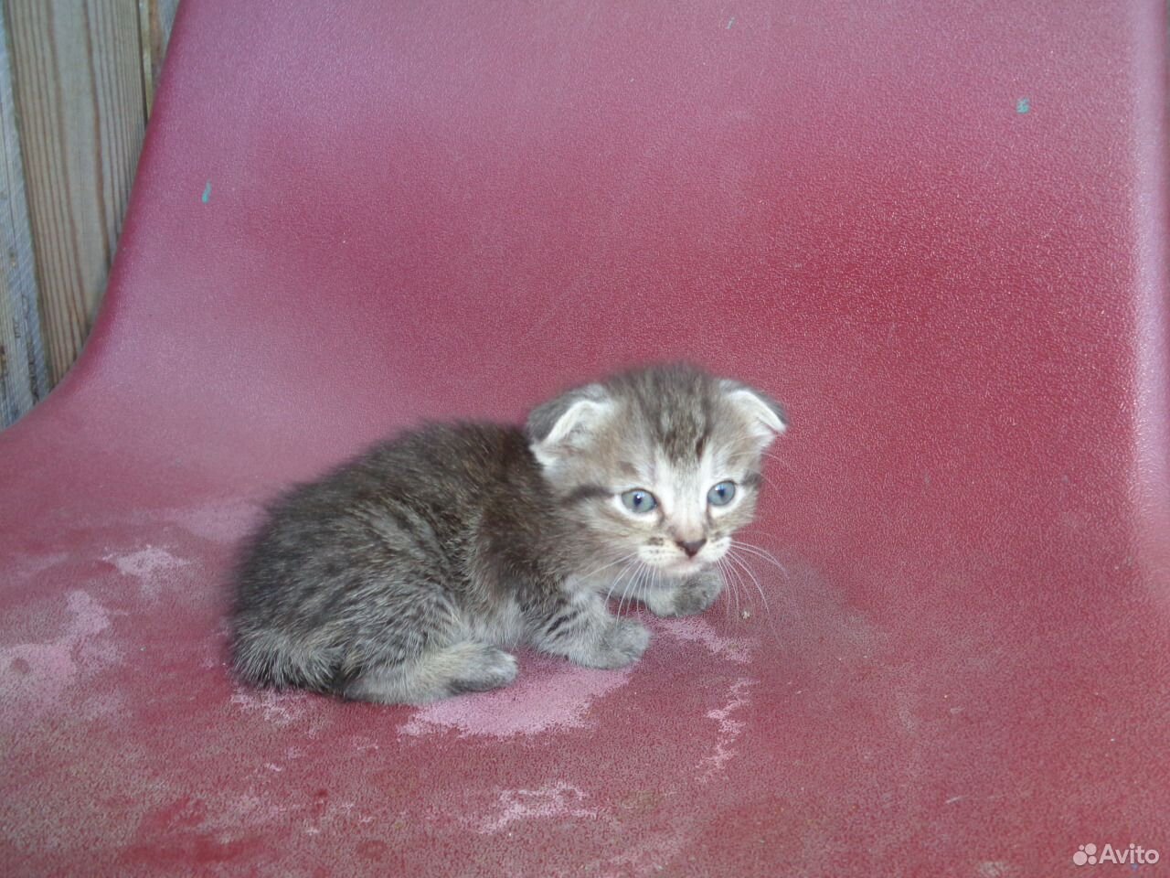 Отдадим котят от вислоухой кошки