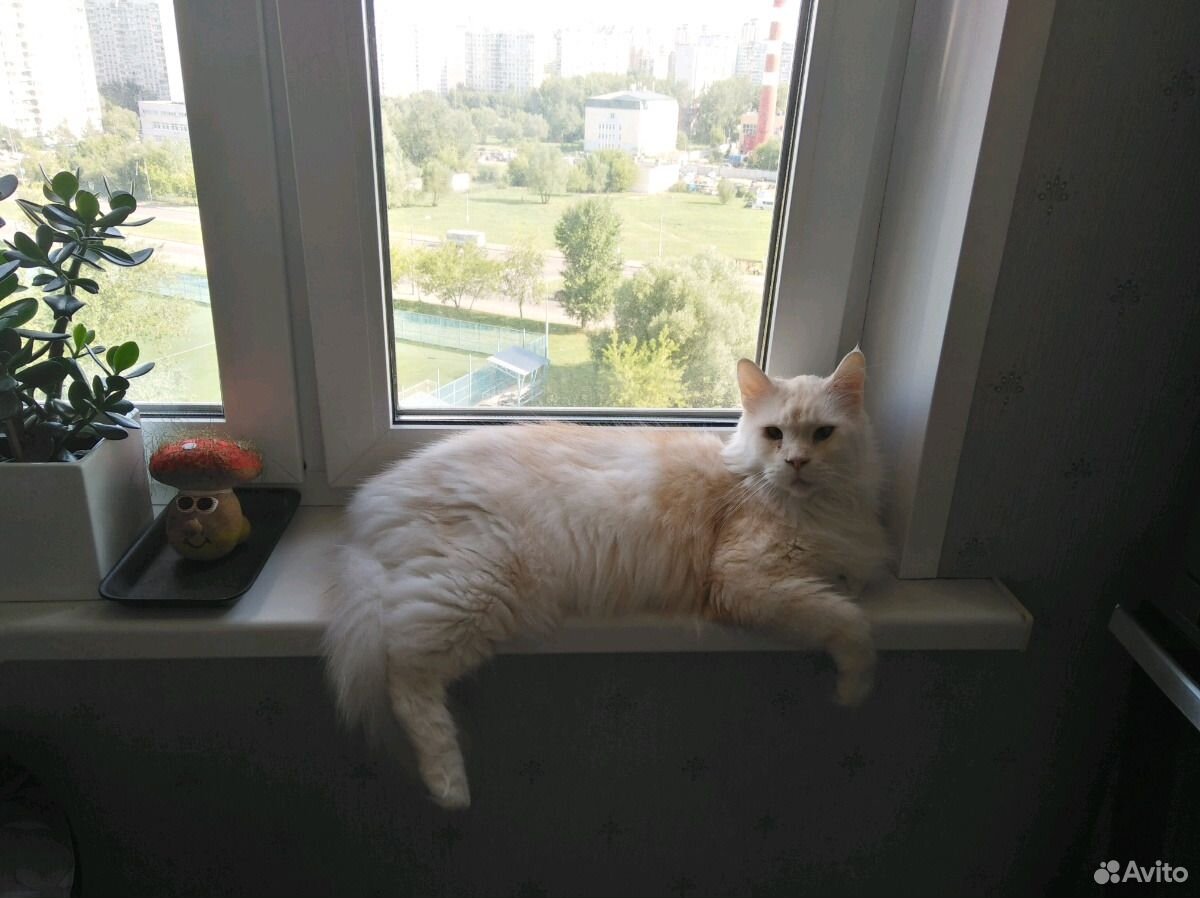 Кот с приданым