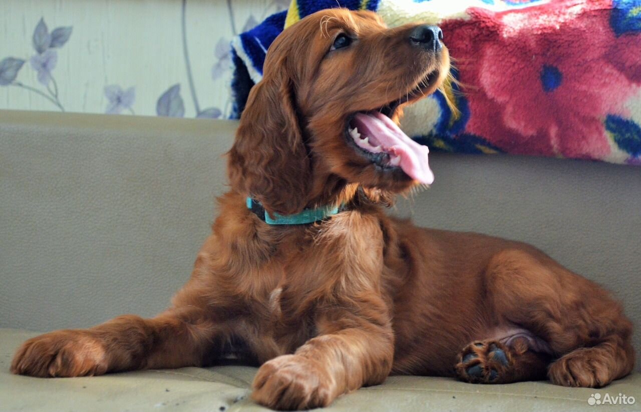 Щенки Ирландского Сеттера Шоу-Класс/Рабочие