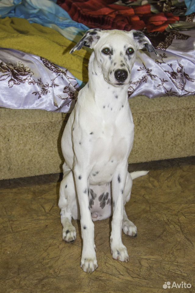 Долматинец