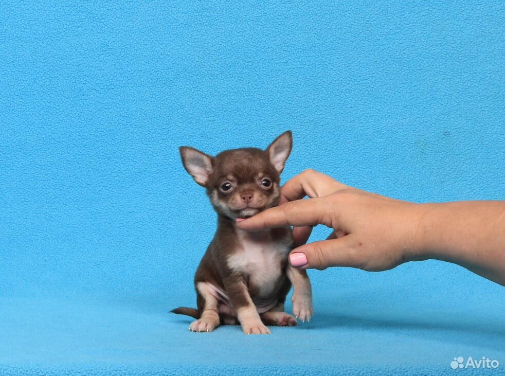 Дл/ш и Гл/ш щенки чихуахуа