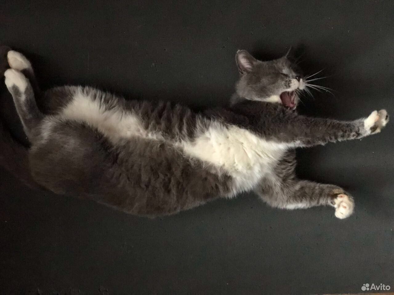 Котик в добрые руки