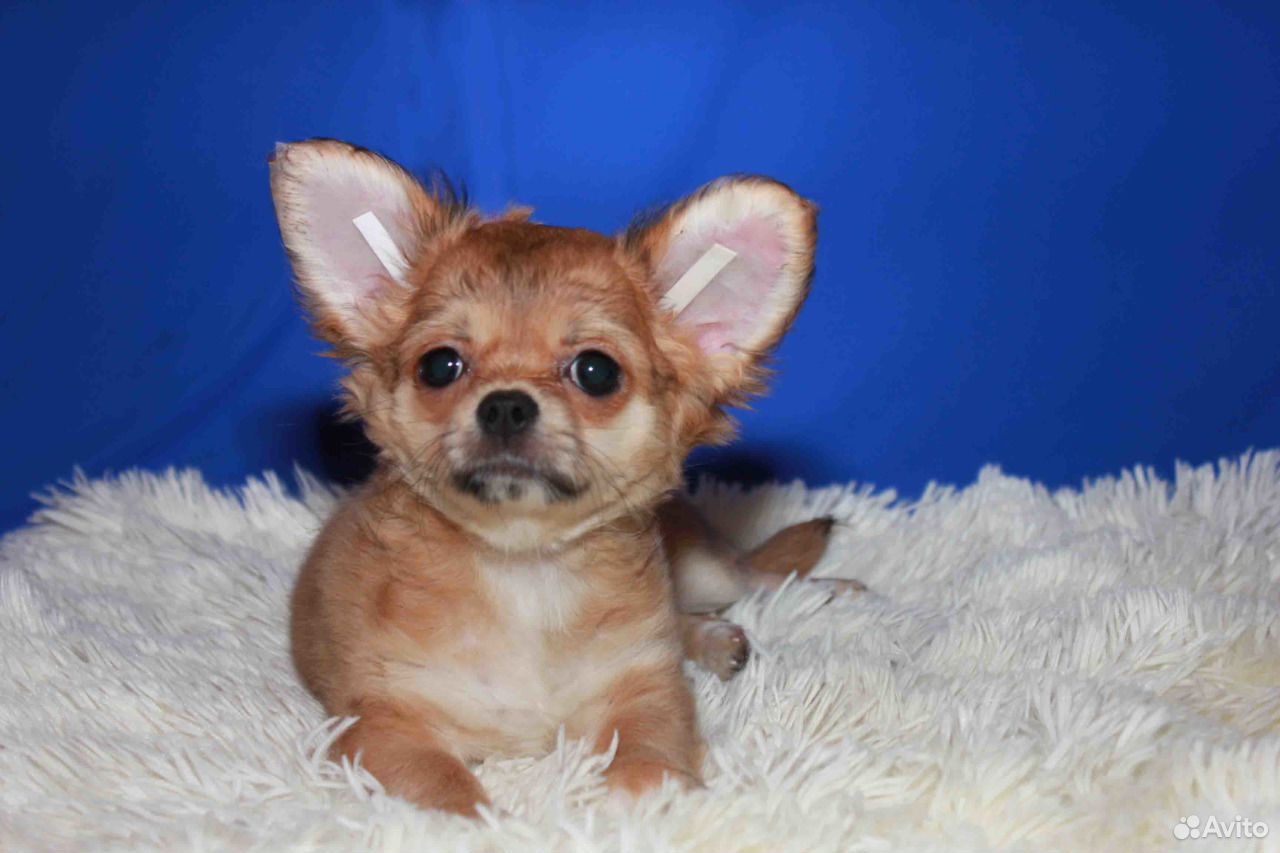 Девочка Черри(Вишенка)