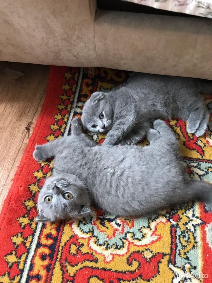 Шотланские кошечки