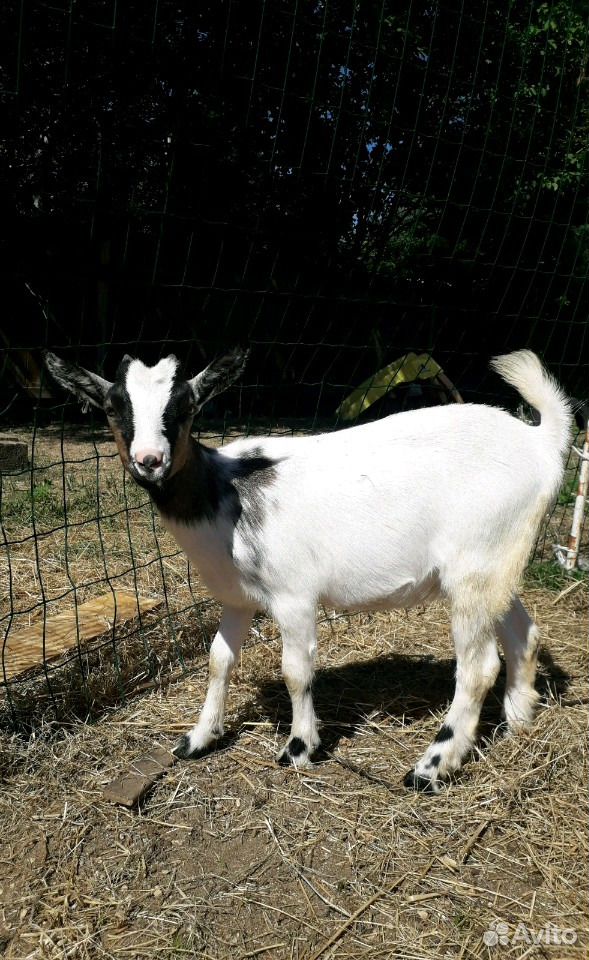 Камерунские козы