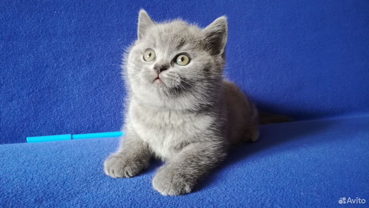 Продаю британских котят