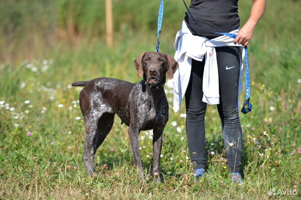 Калашников хутор найден курцхаар
