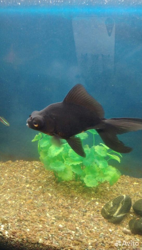 Телескоп черный отдам