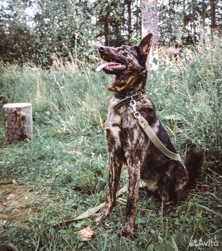 Собака с редким красивым окрасом ищет дом