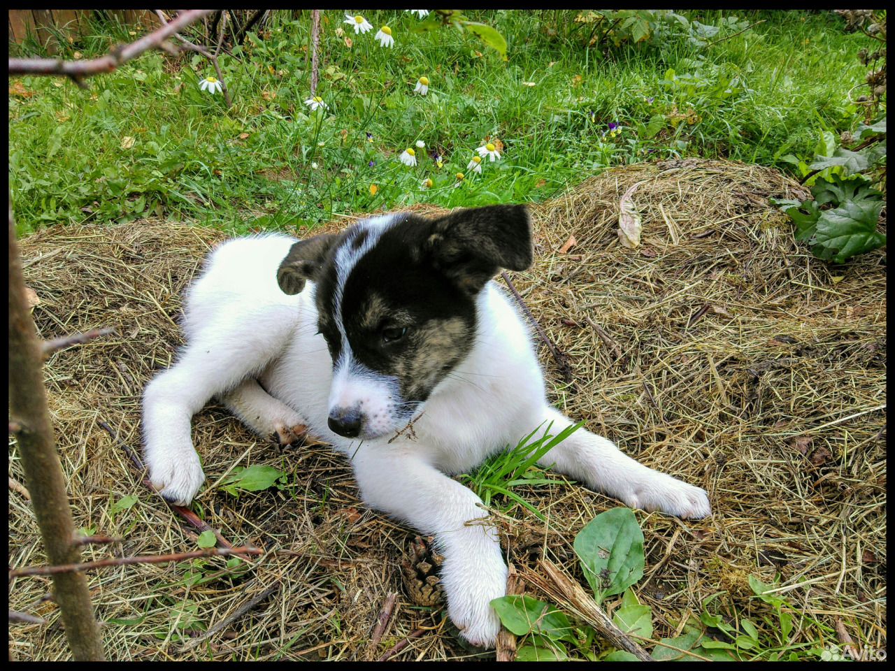Щенок девочка в добрые руки