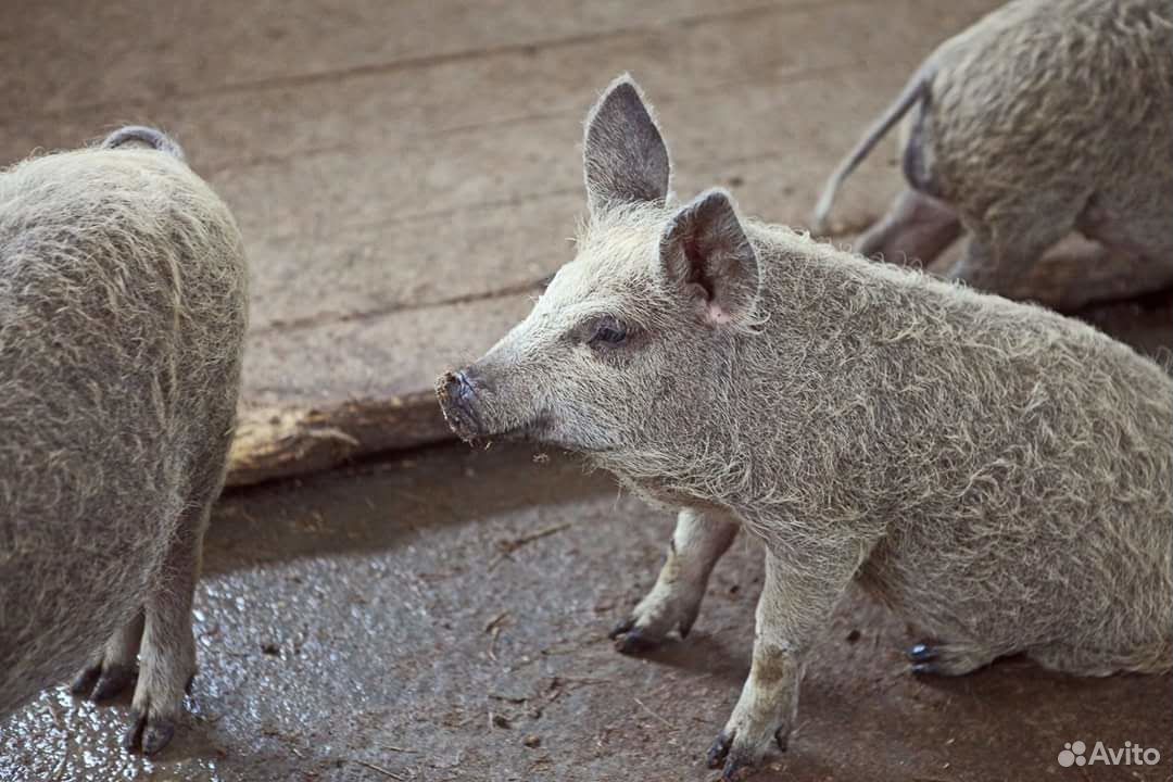Венгерская мангалица - свиньи разных возрастов