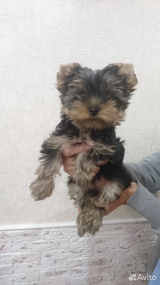 Йорк щенок мальчик