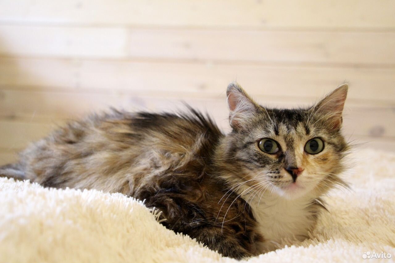 Трёхцветная Симона ищет дом