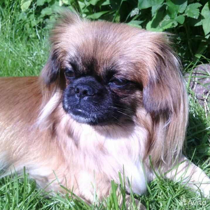 Дизайнерские щенки готовятся к продаже