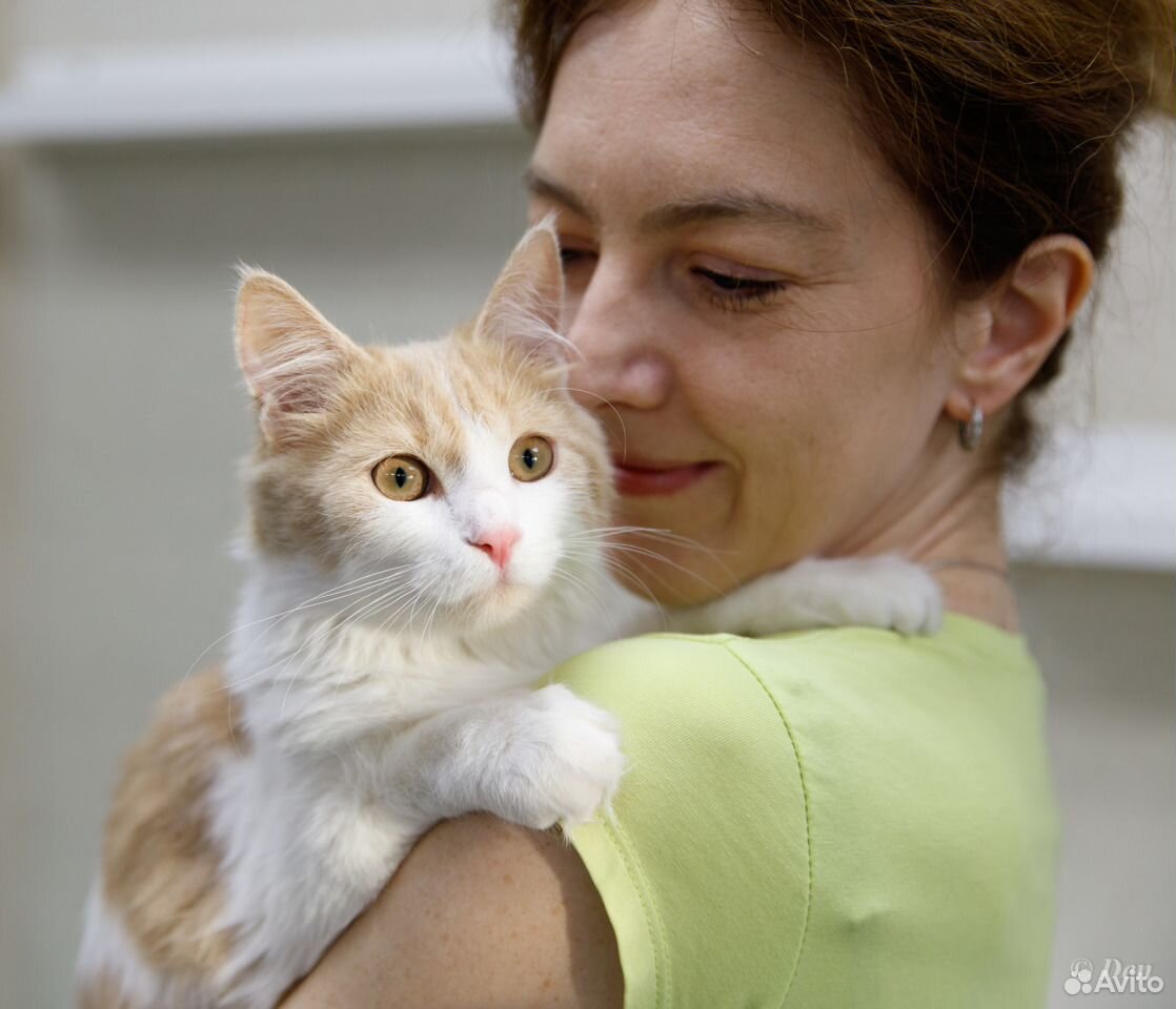 Суперласковый котенок-рыжик Лилуш в добрые руки