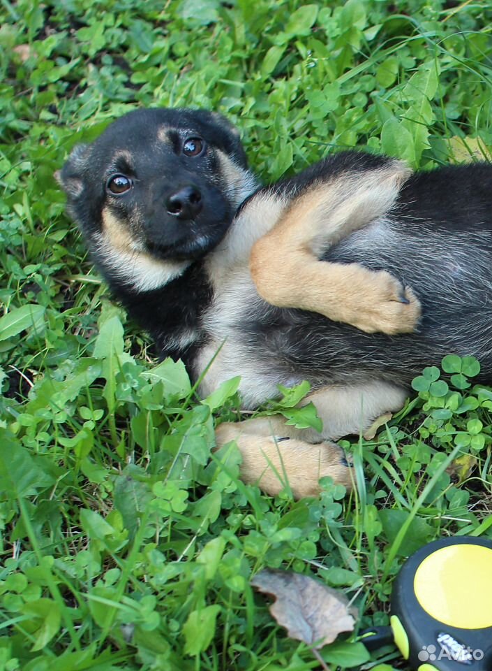 Чудо щенок