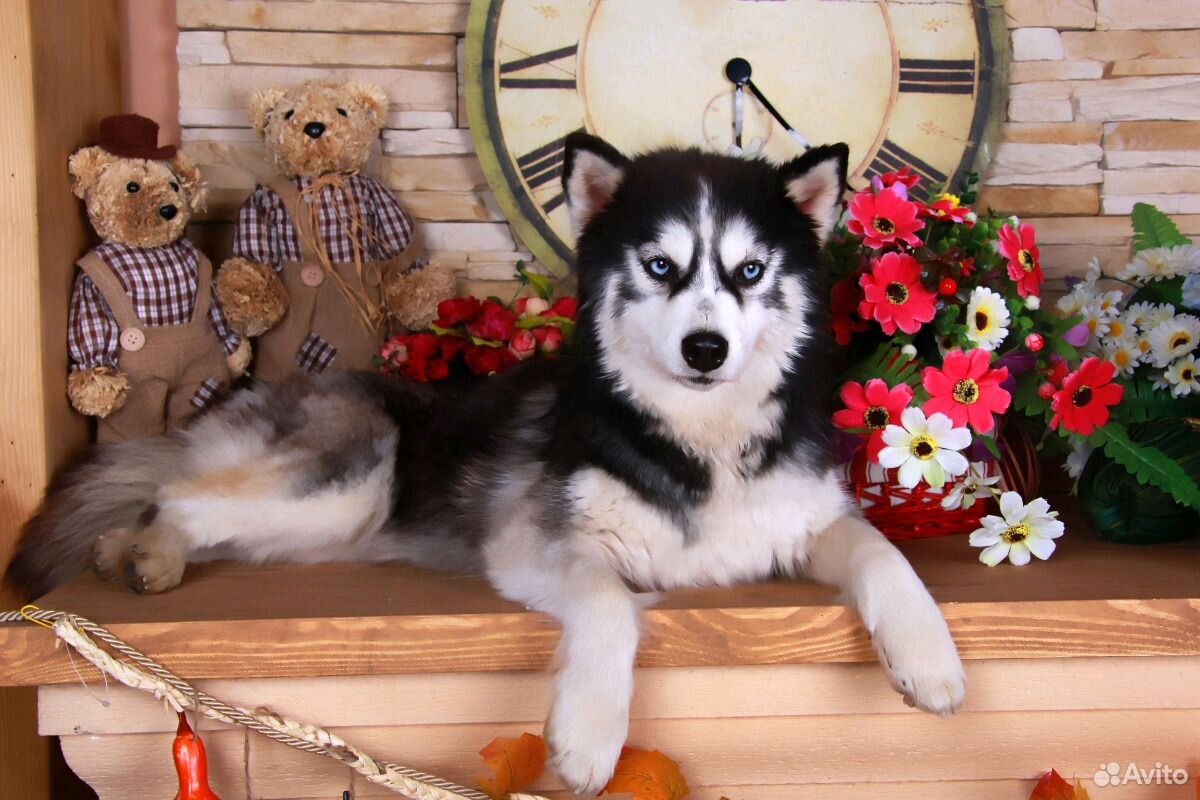 Мини хаски (помски)