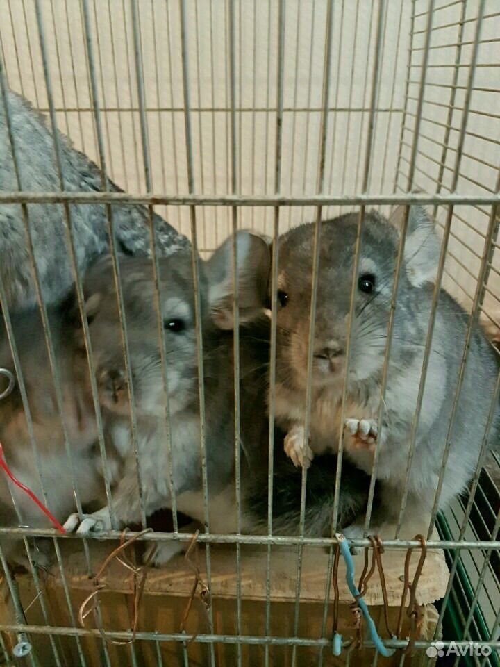 Продаются шиншиллята