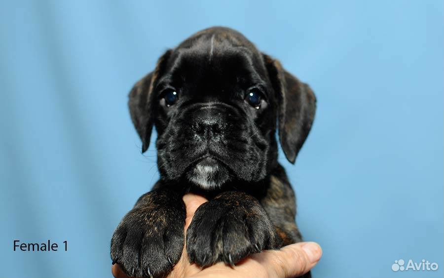 Чернявая красавица боксерка