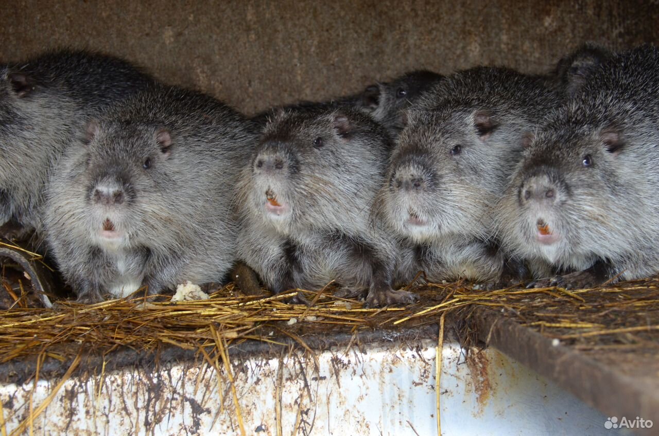 Нутрии 3-4 месяца