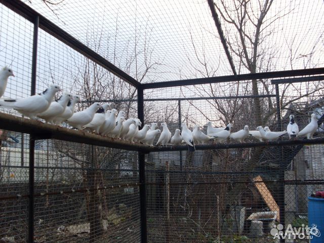 Иранские голуби Виктор