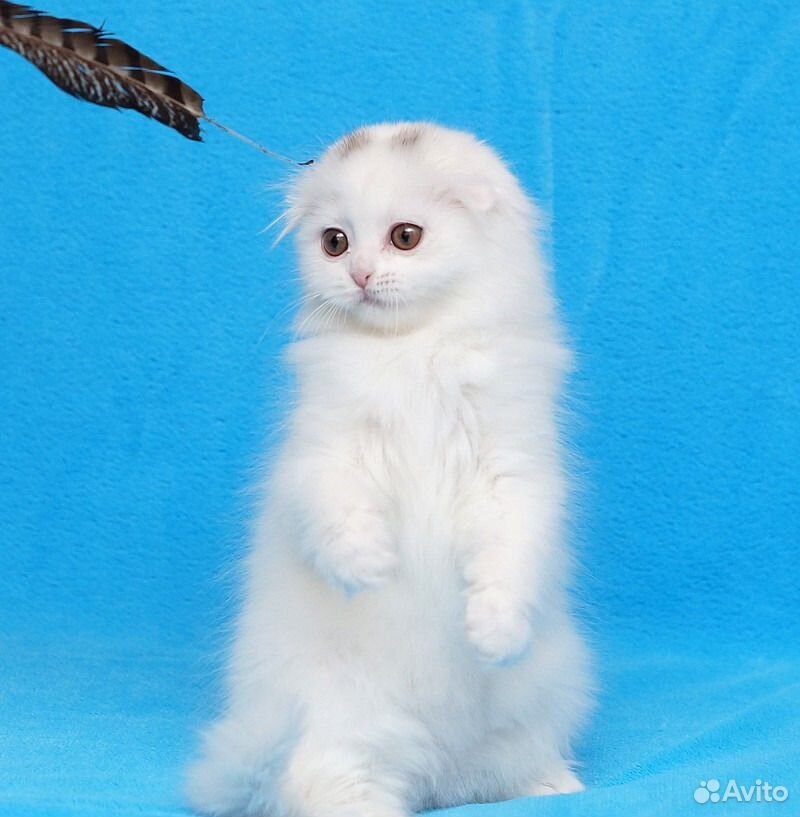 Шотландская белоснежная красотка