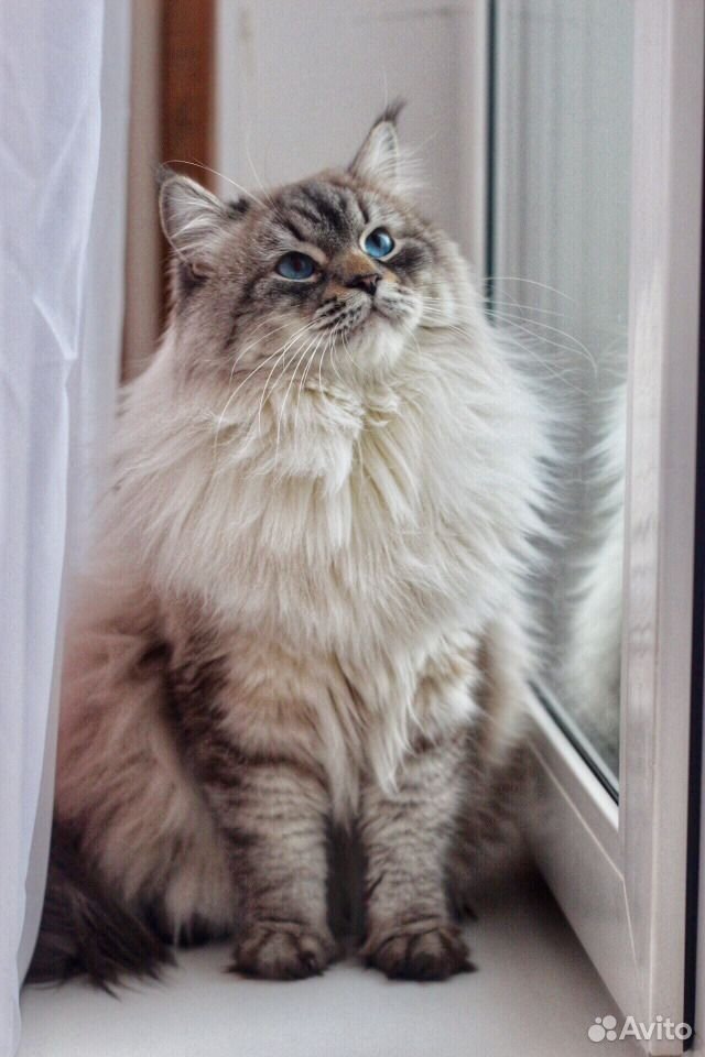 Котик приглашает на вязку
