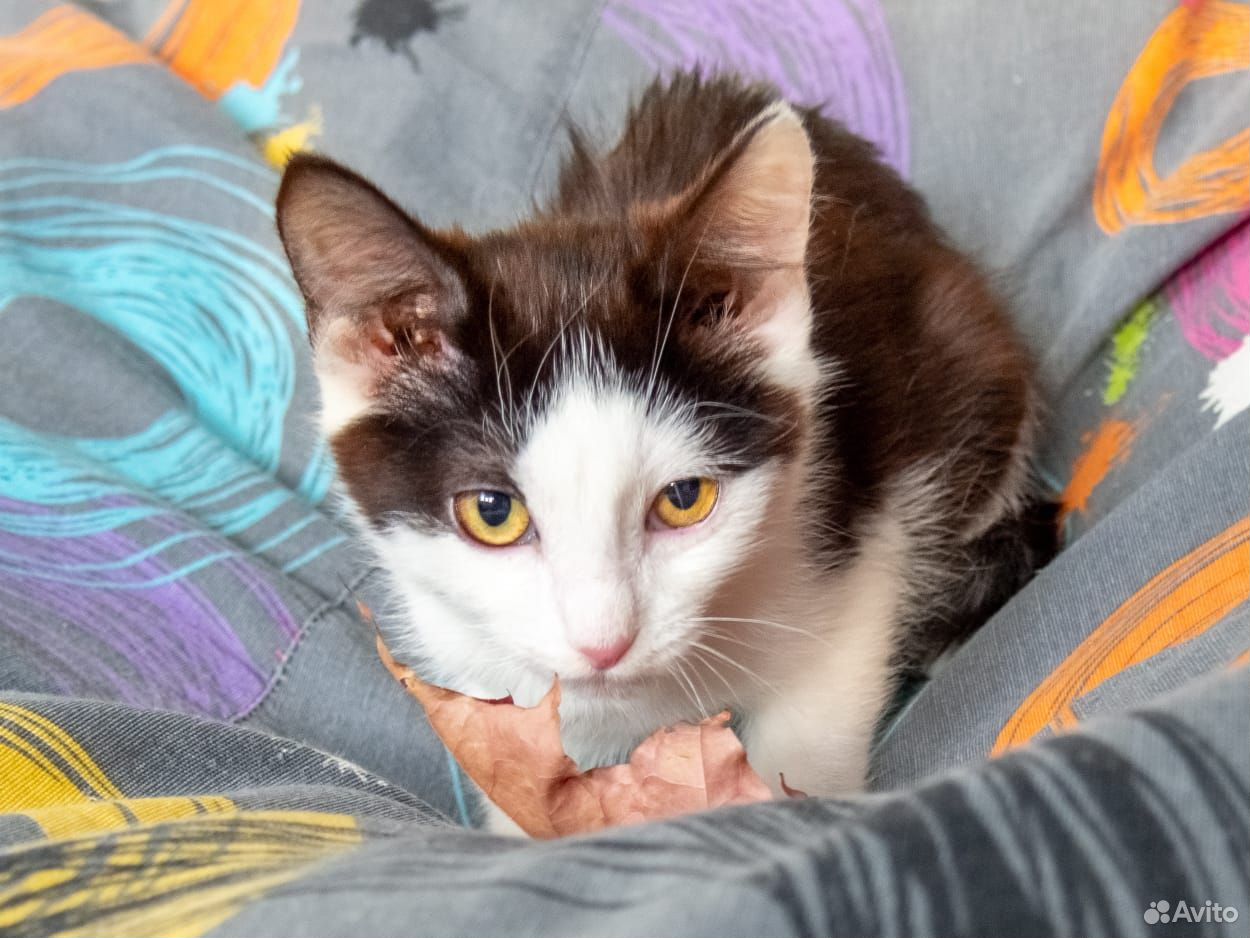 Дори - молодая кошечка в добрые руки