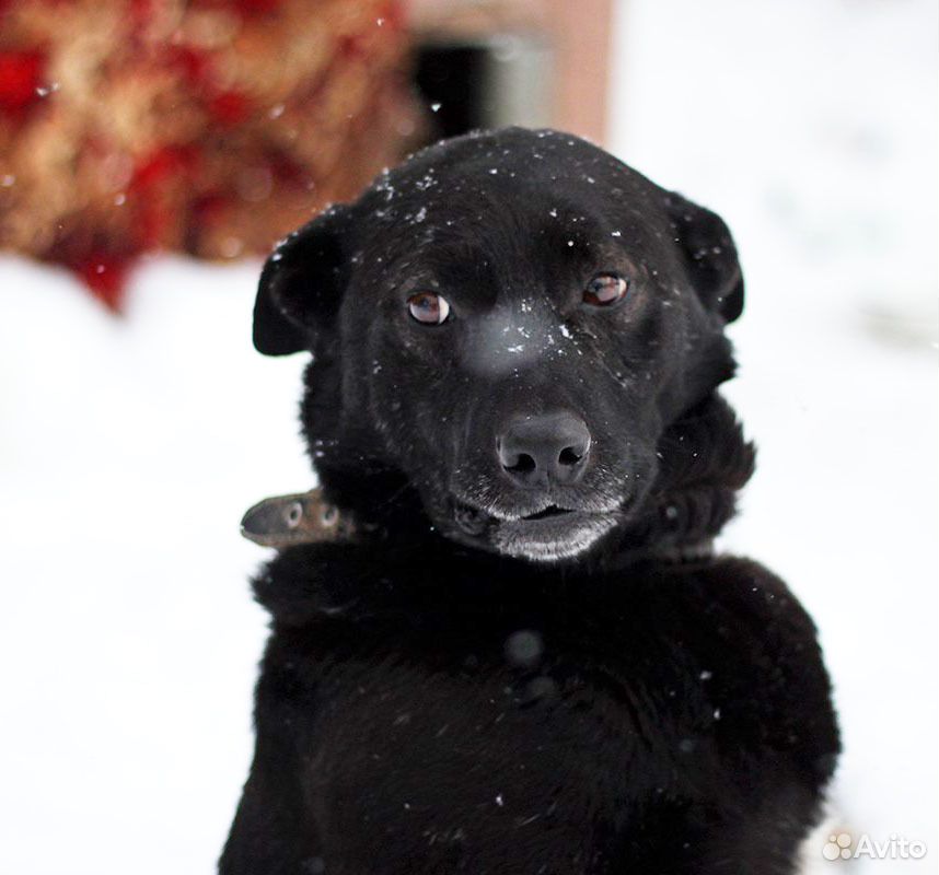 Почетный генерал Жучок