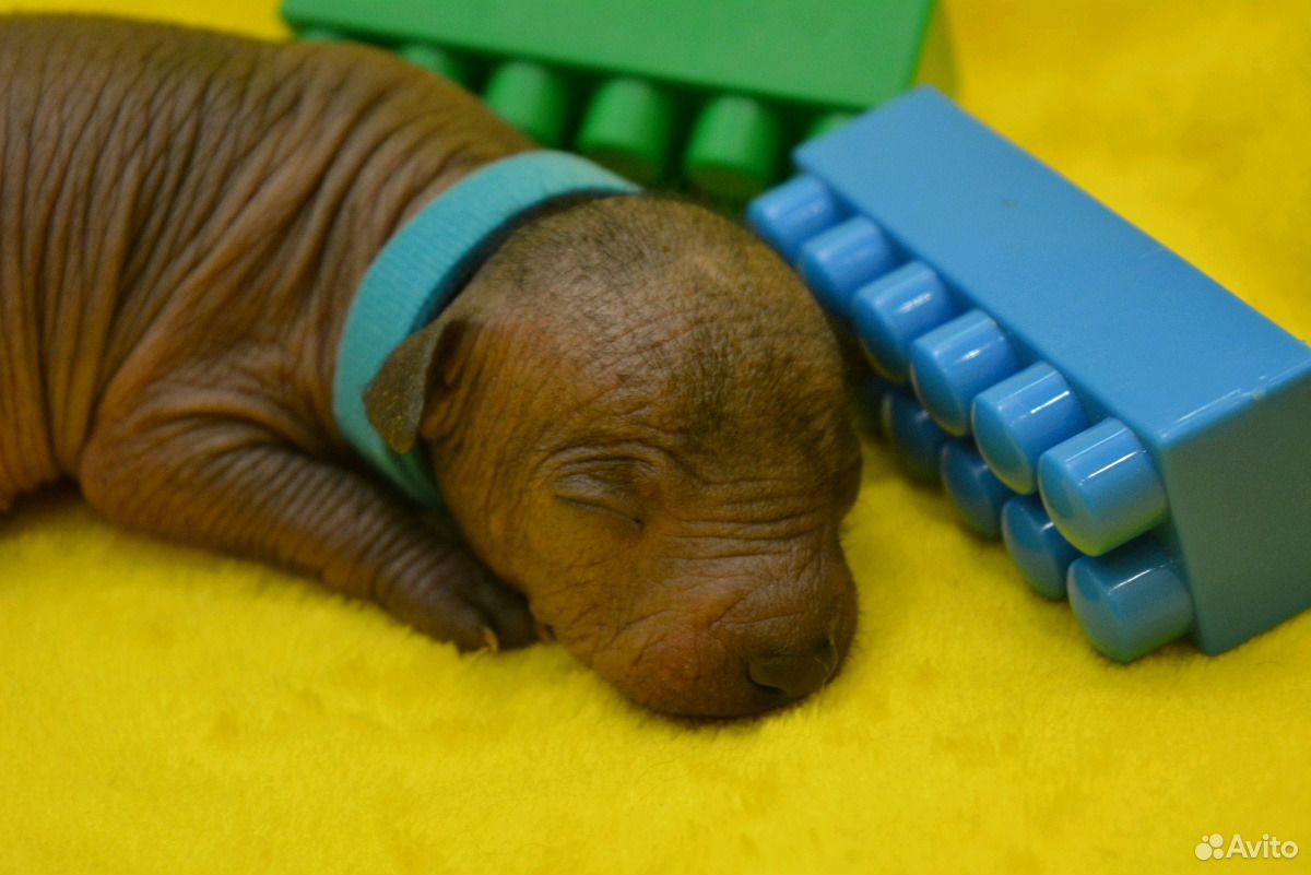 Мексиканские голые мини