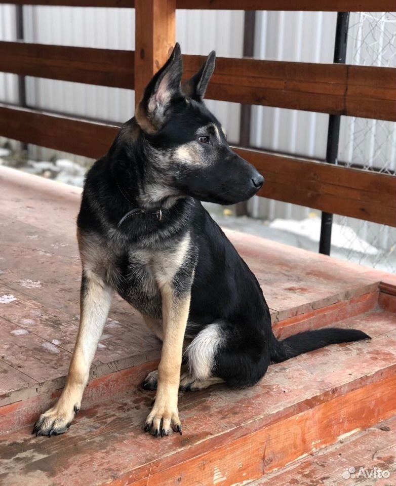 Вот такая красотка, метис овчарки, ищет дом