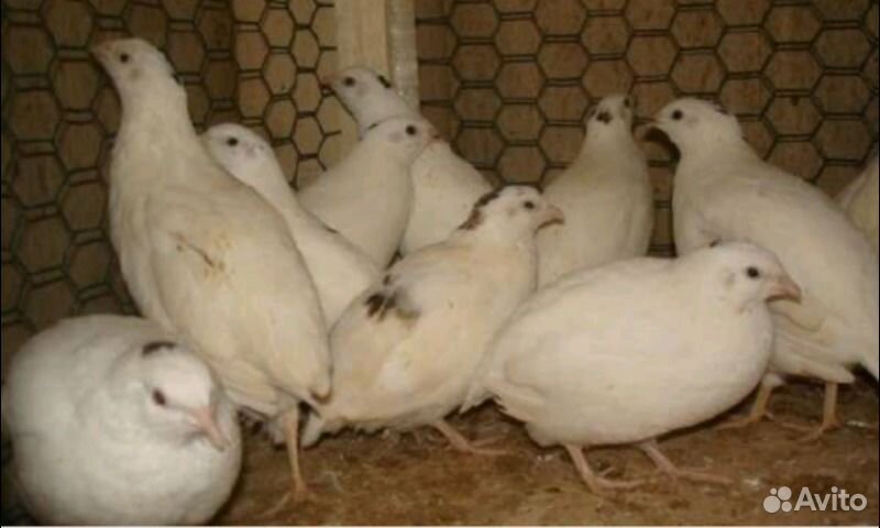 Птенцы перепелов. Яйцо инкубационное