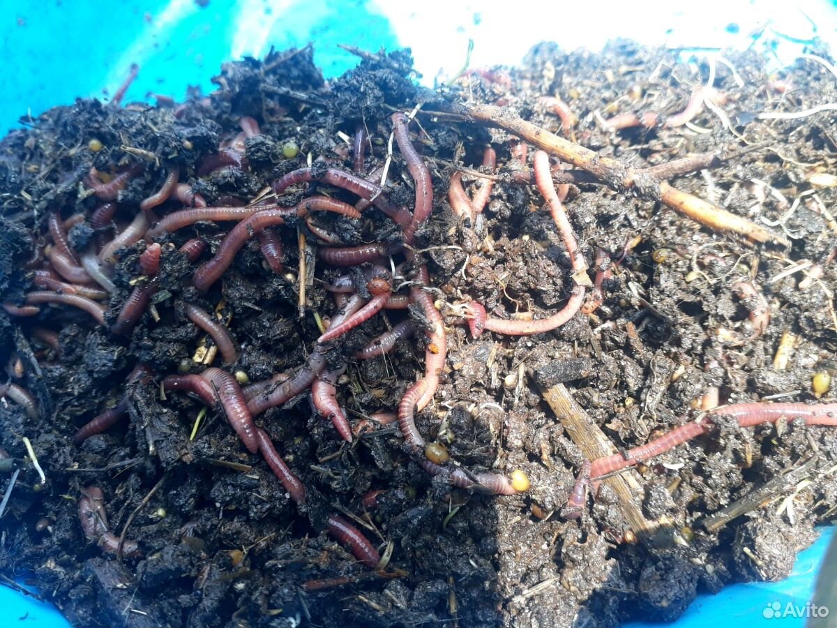 Коконы навозного червя