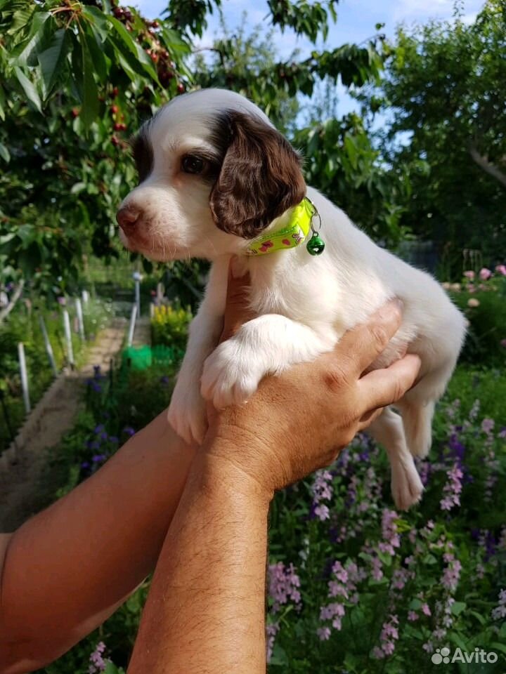 Английский спрингер спаниэль