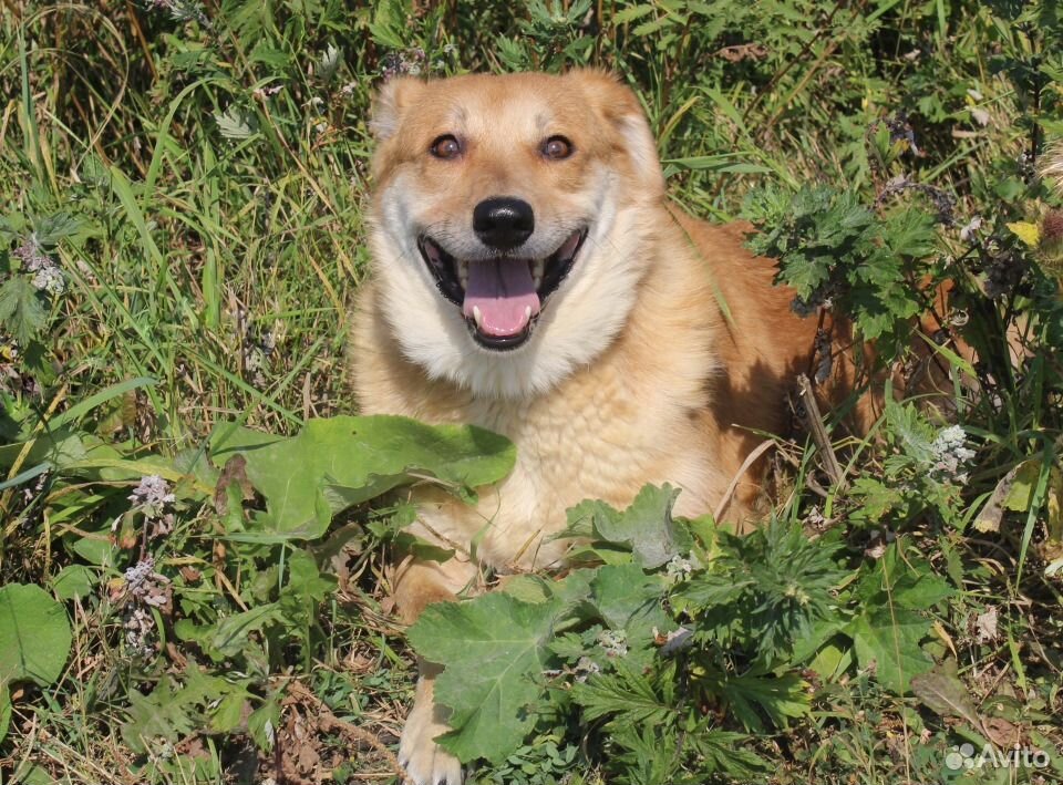 Собака-Улыбака ищет семью